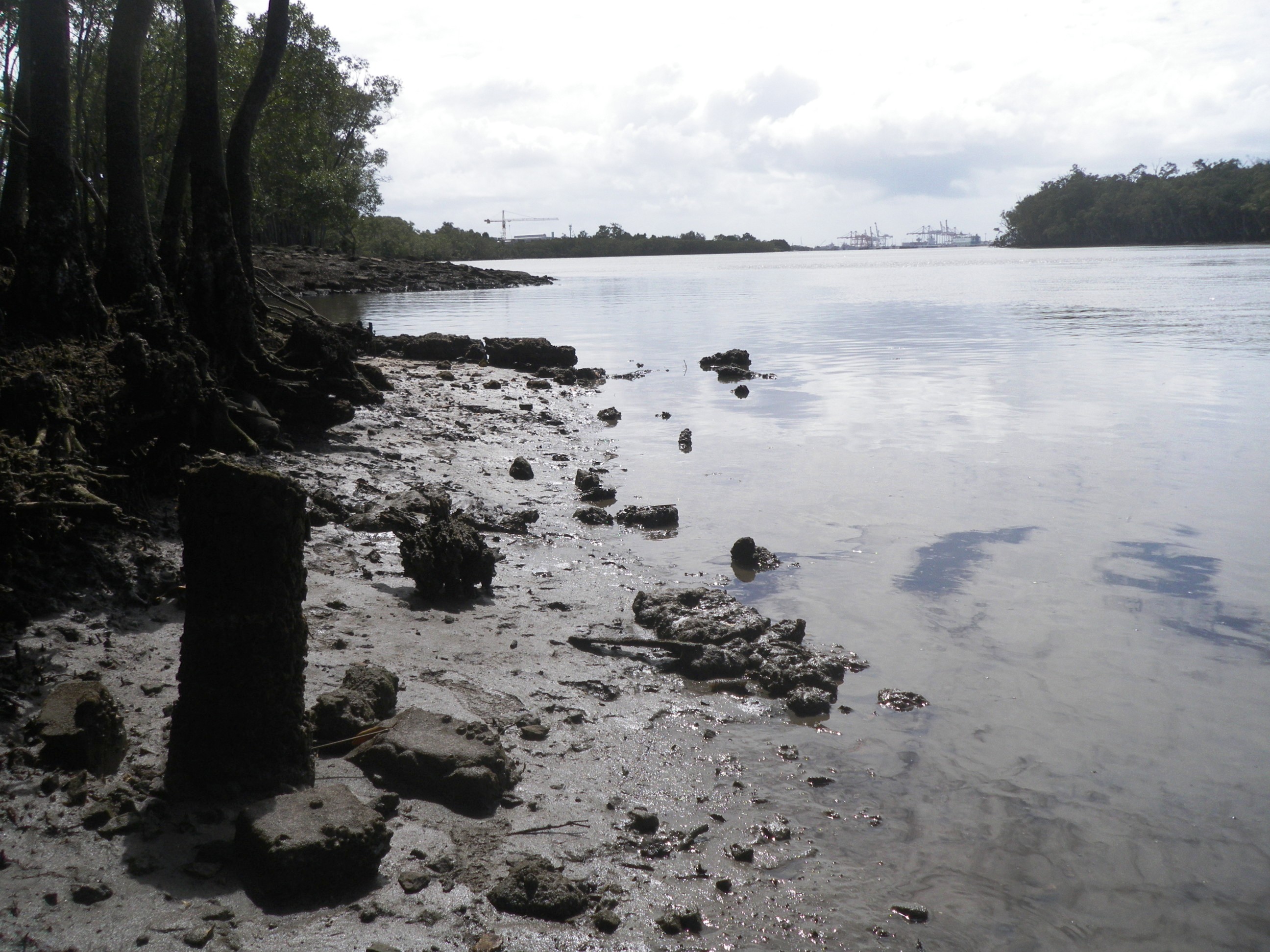 Brisbane River – Boggy Creek – 28 March 2011 | Landangler's Blog