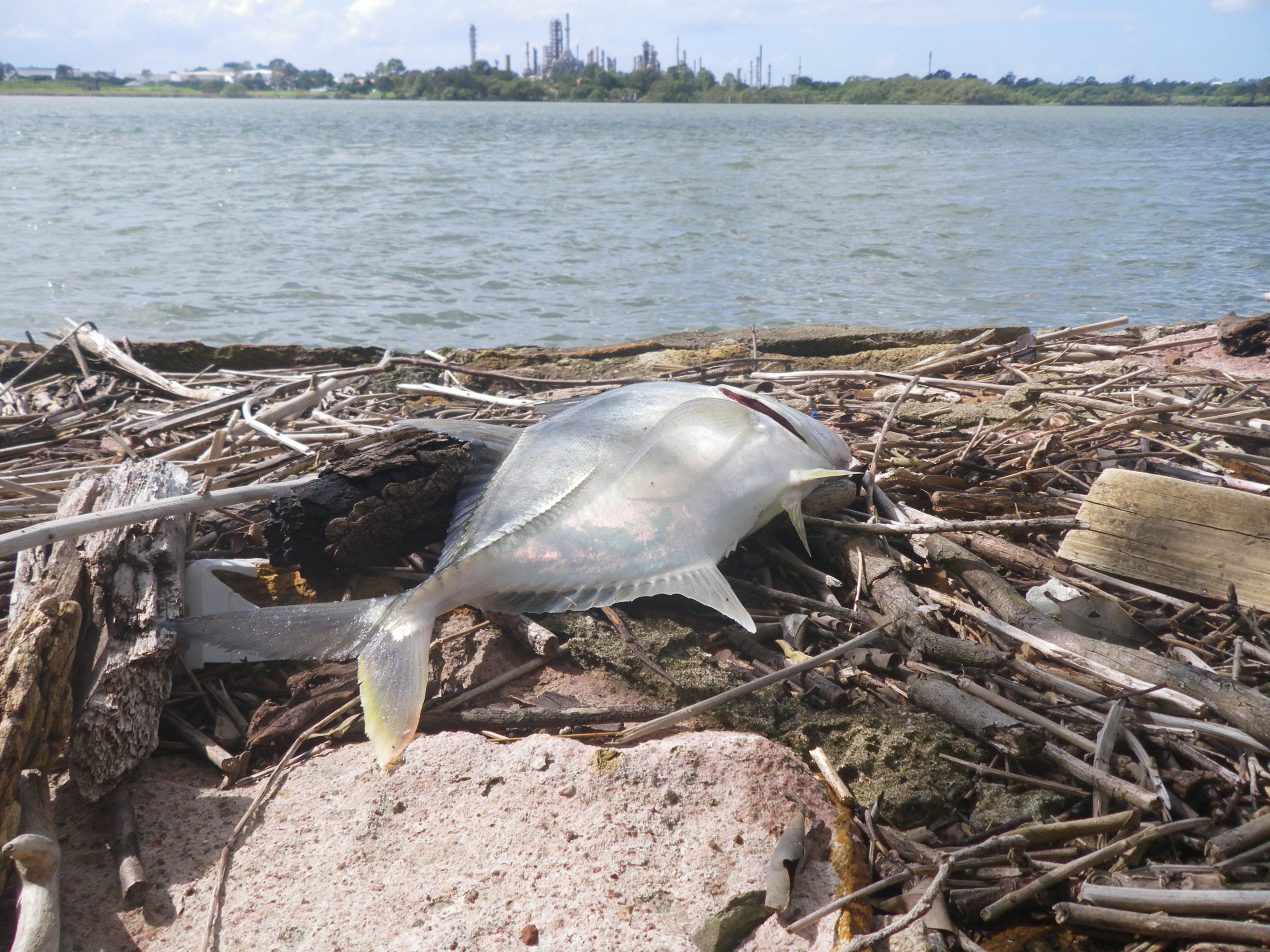 Brisbane River – Pinkenba Rockwall – 4 April 2011 | Landangler's Blog