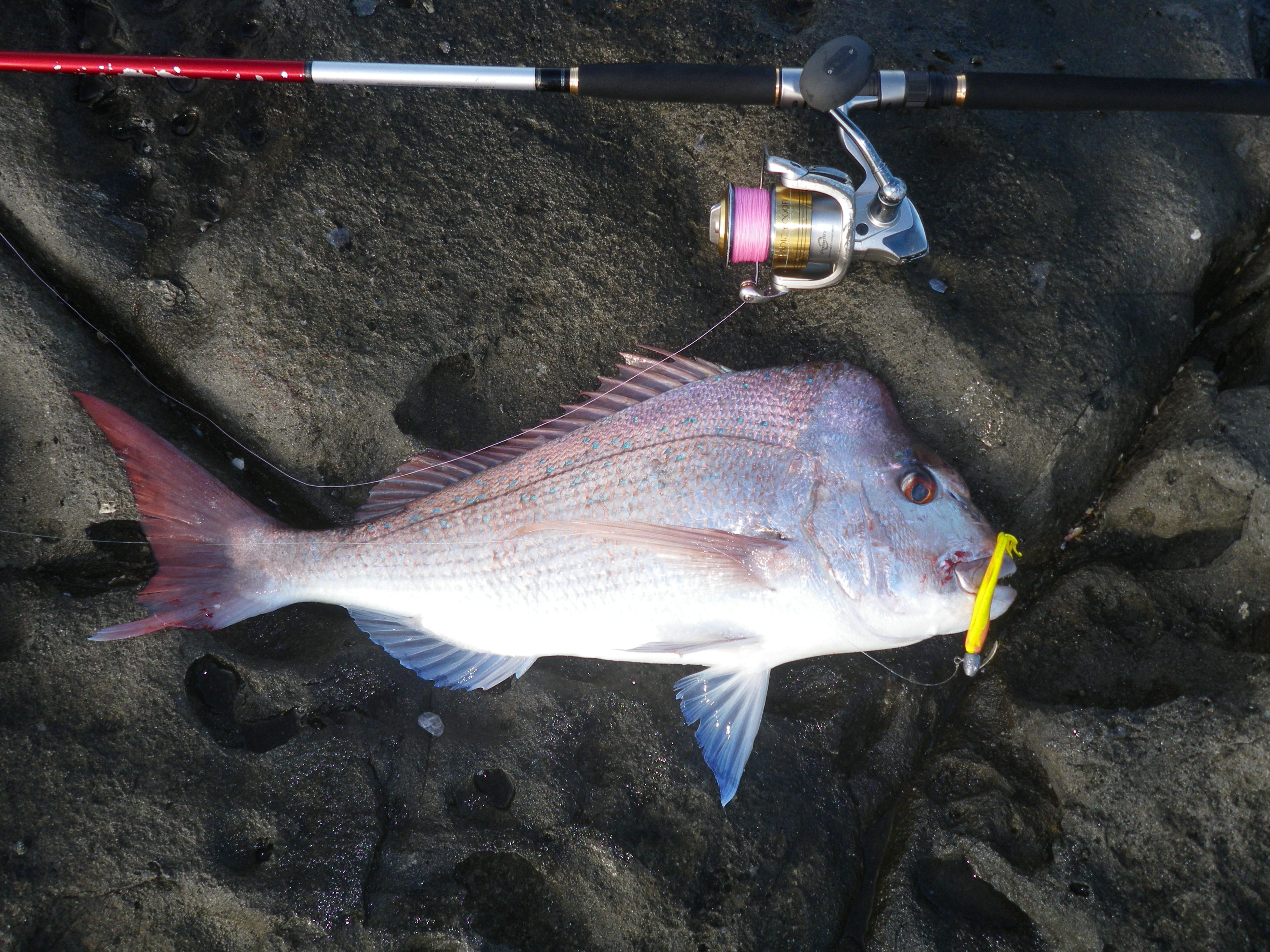 Iluka – Woody Head – Finally a Snapper – 13 December 2011 | Landangler ...