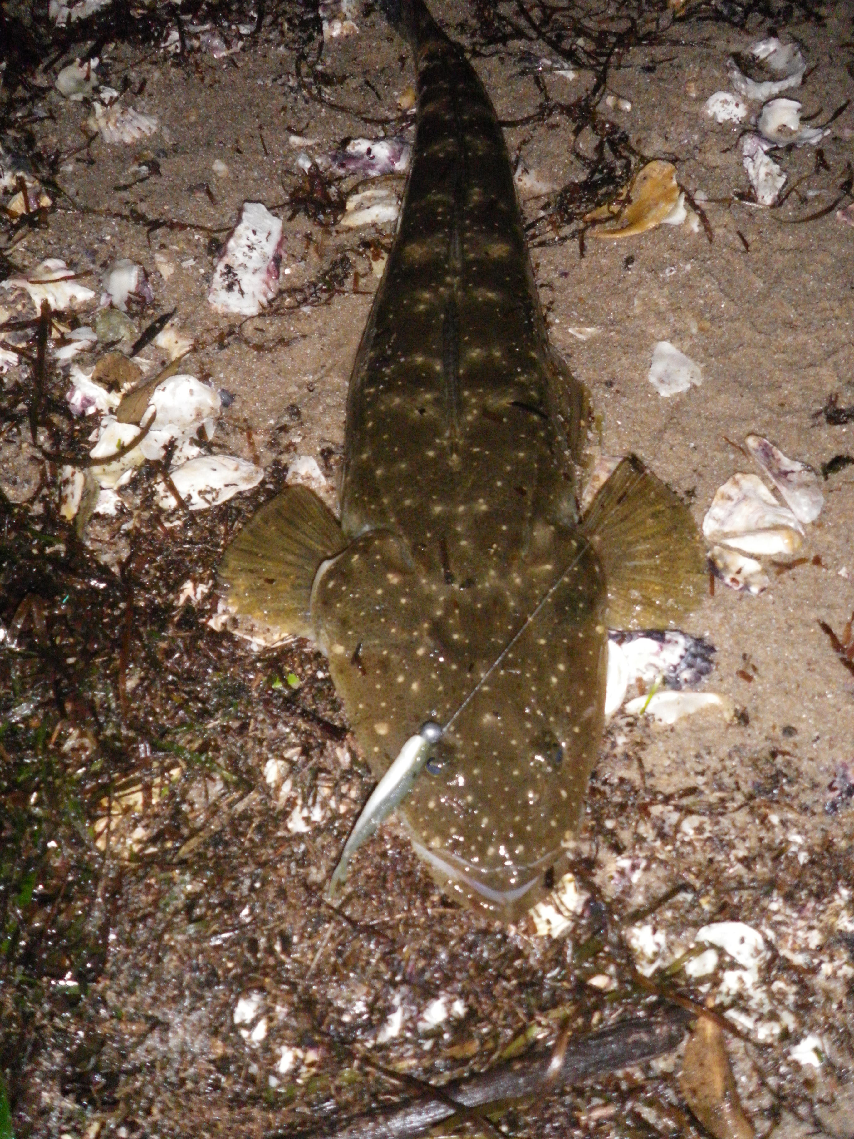 A big Bribie Mother – the old Oyster Farm Jetty and Bongaree – 2 ...
