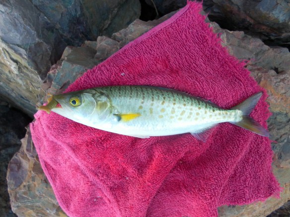 land based fishing at Port Augusta | Landangler's Blog