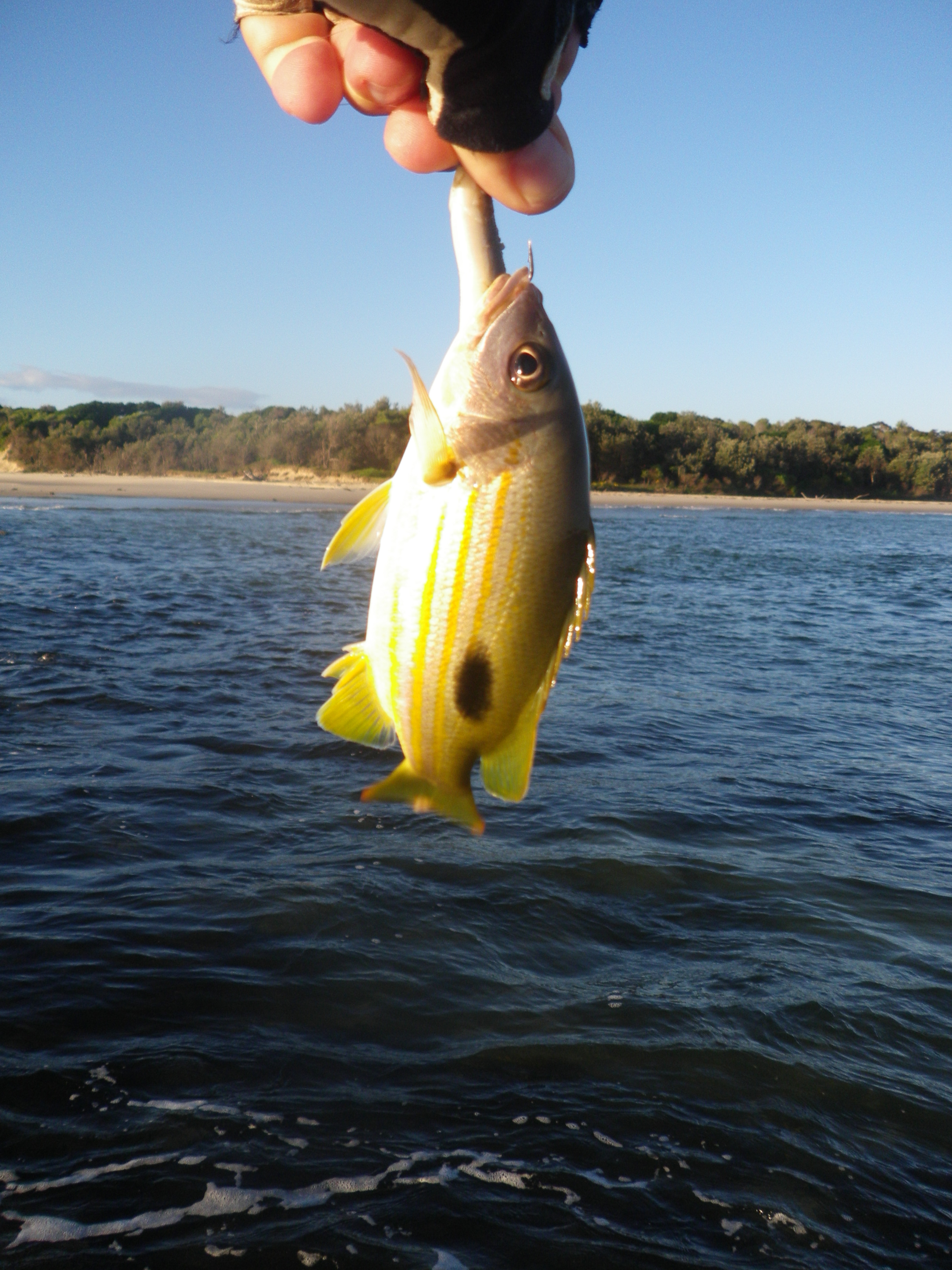 The tiny Moses Perch were all along the rock edges | Landangler's Blog