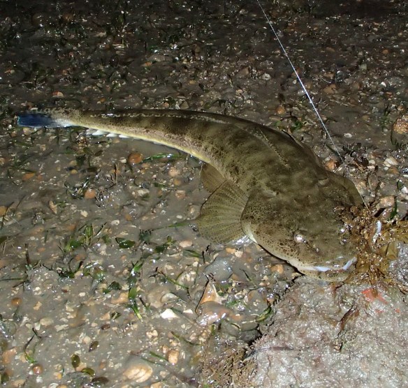 land-based fishing at Bribie Island | Landangler's Blog