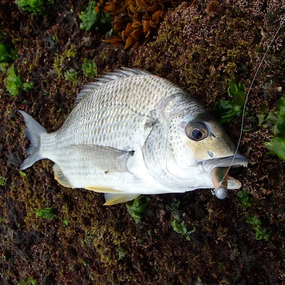 Iluka – Woody Head – 27 November 2014 | Landangler's Blog