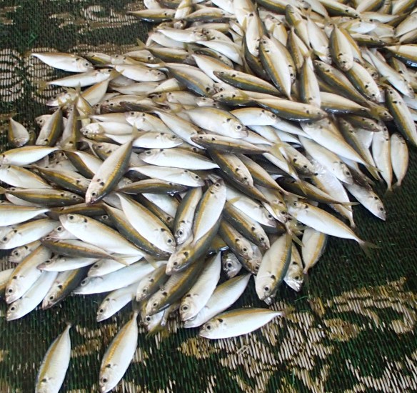 Muscat, Oman- fishing in the Middle East – 9 January, 2016 | Landangler ...