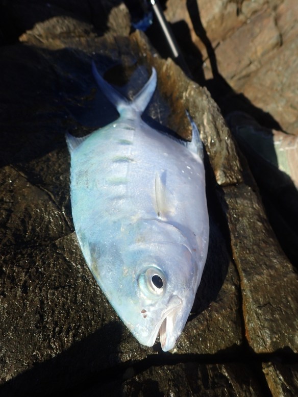 Brunswick Heads, Skennars Head and Broken Head – May 2018 | Landangler ...