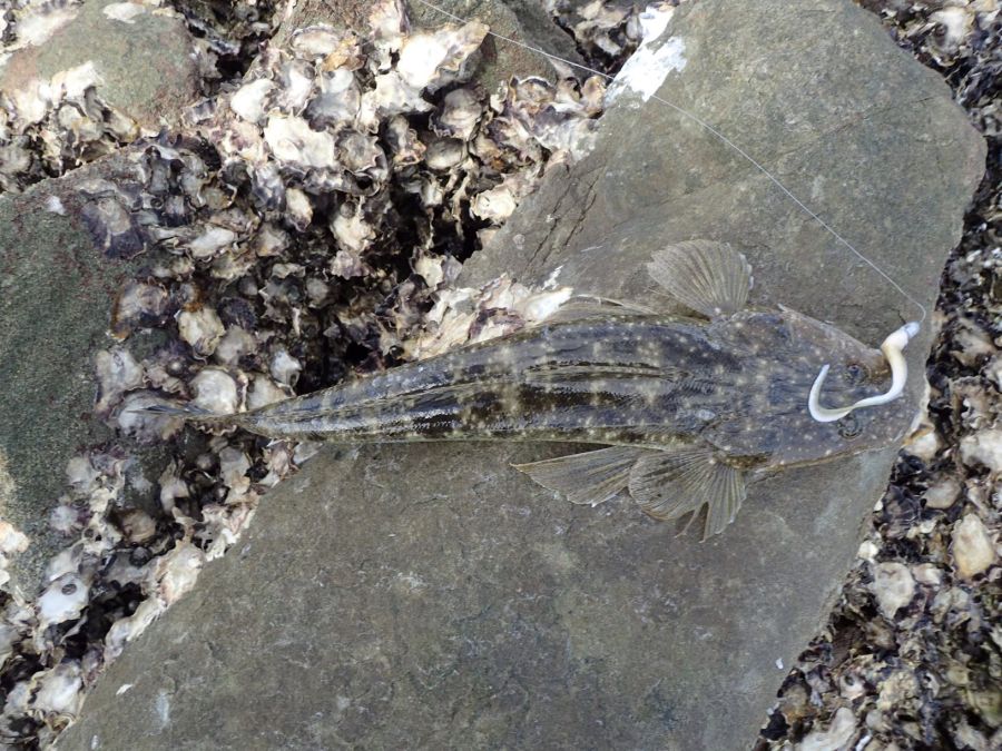 Brunswick River, Lighthouse Beach and Mobs Bay Ballina – May 2020 ...