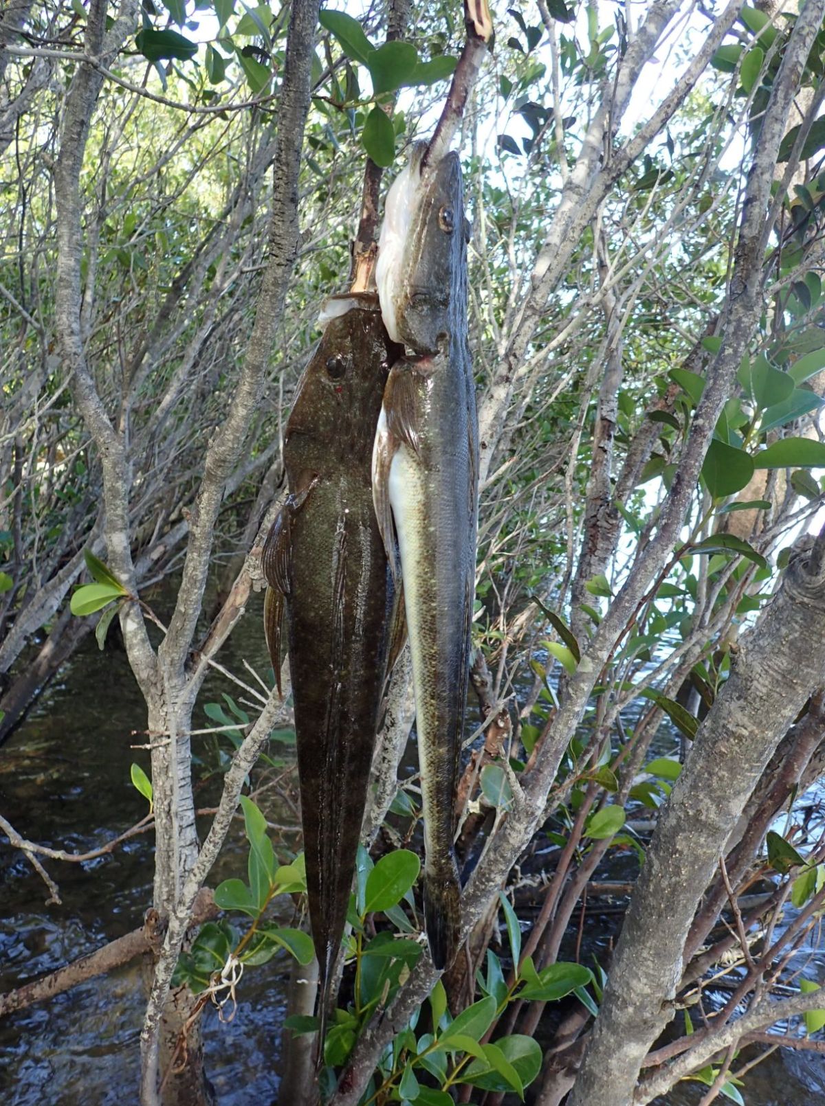 Brunswick River, Lighthouse Beach and Mobs Bay Ballina – May 2020 ...