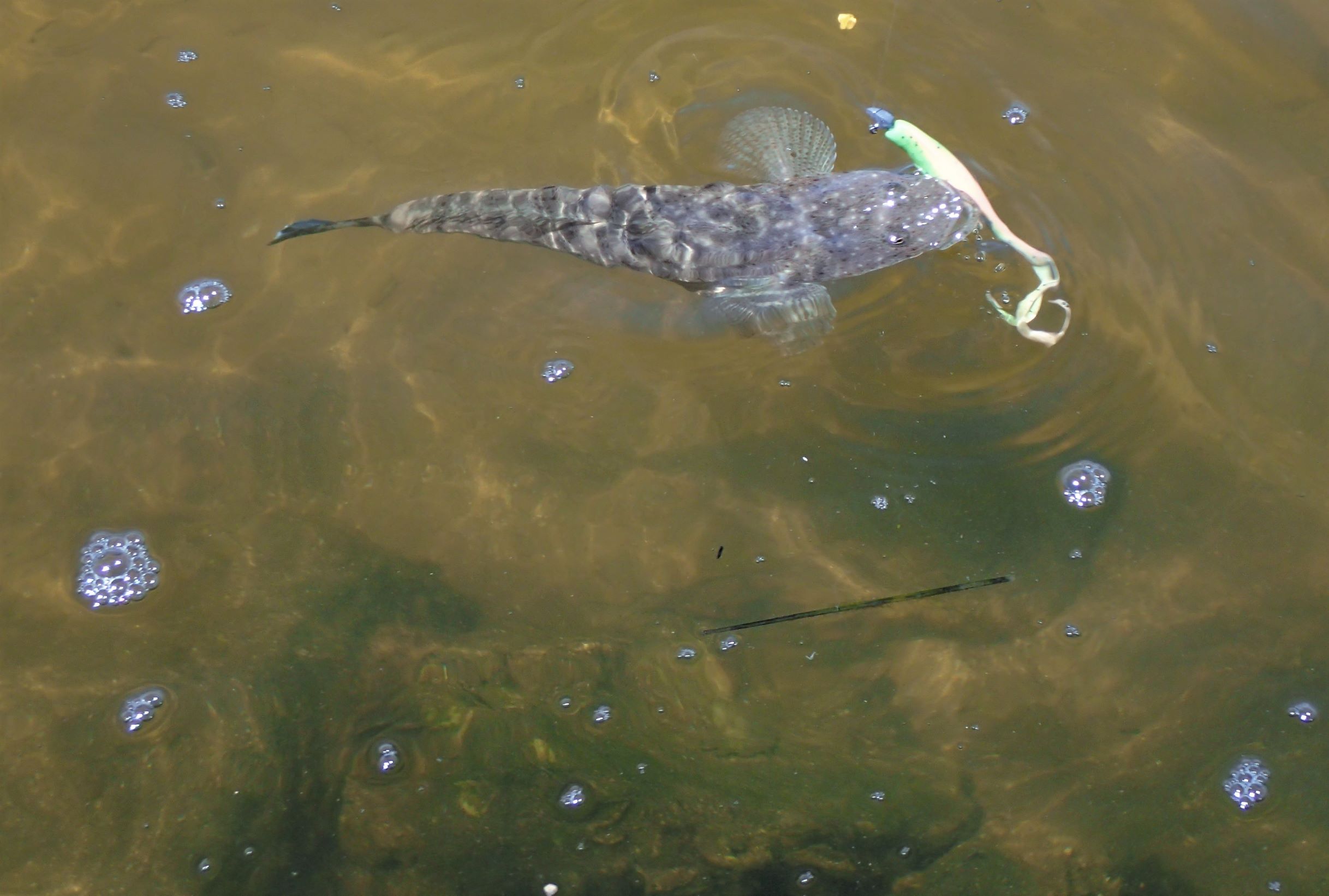 fishing spots Ballina | Landangler's Blog