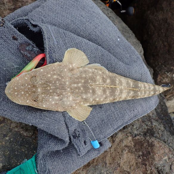 Ballina fishing reports | Landangler's Blog