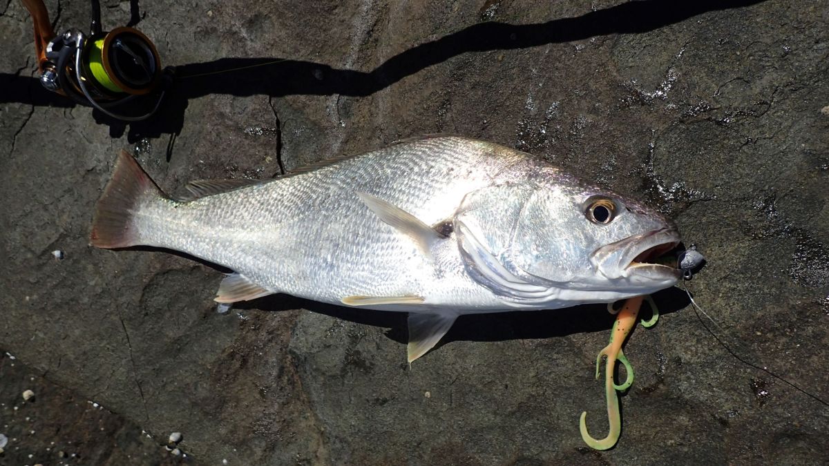 Iluka – Woody Head – Jewfish/ Mulloway – 9 March 2021 | Landangler's Blog