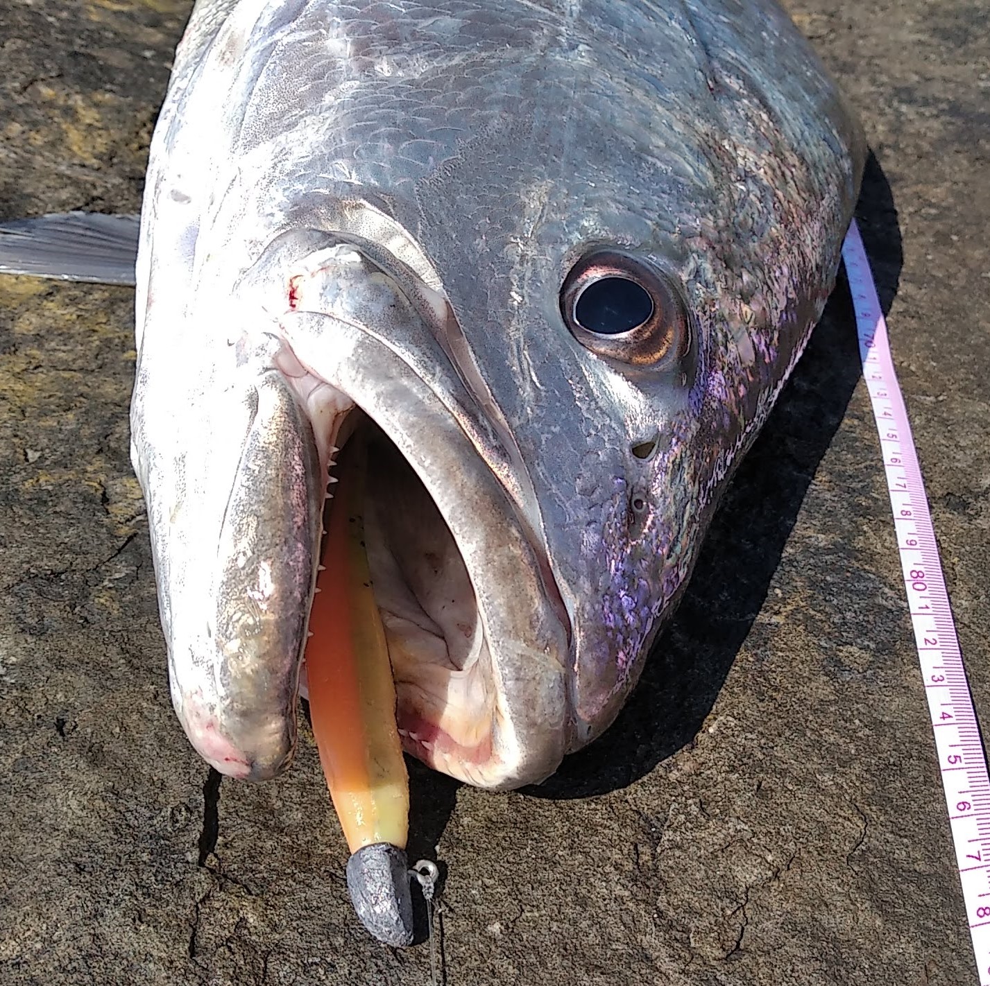 Iluka – Woody Head – 1 September 2021 | Landangler's Blog