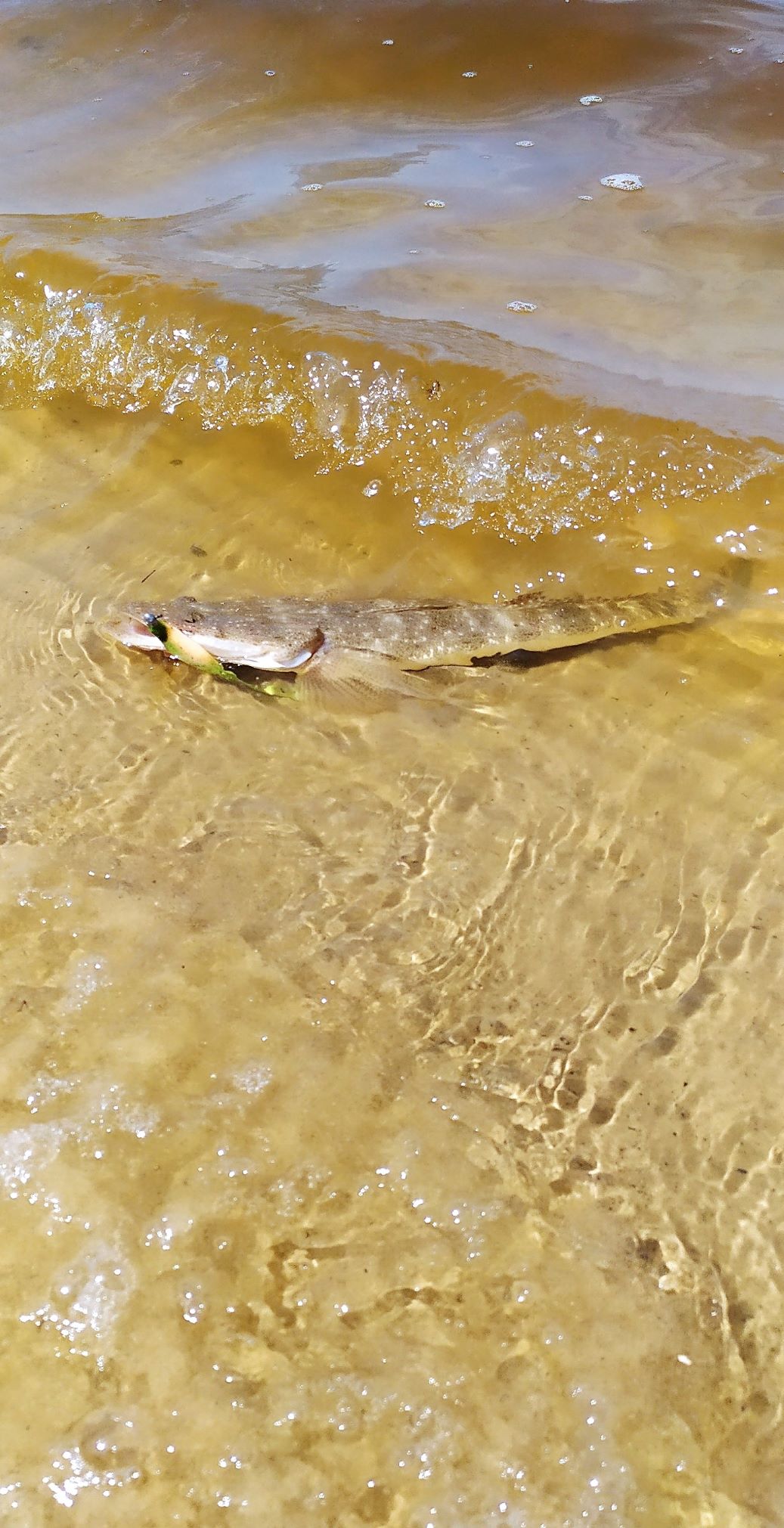 Brunswick Heads and Ballina – Fishing post floods – March 2022 ...